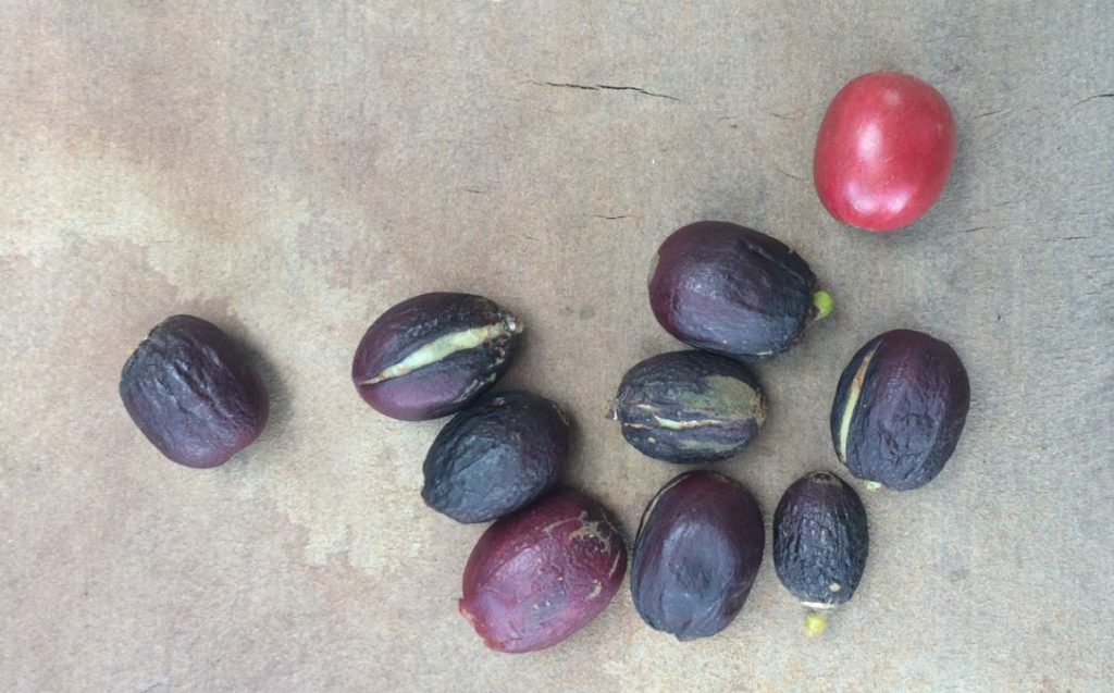 Une cerise de café, c’est quoi ? Et d’où vient le café ? - Blog sur le ...