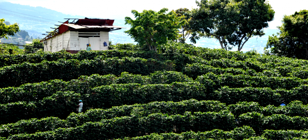 La plantation - Où pousse notre café ? - Blog sur le café, histoires ...