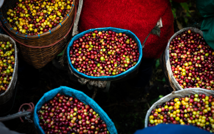 Café grand cru, c’est quoi ? - Blog sur le café, histoires, recettes