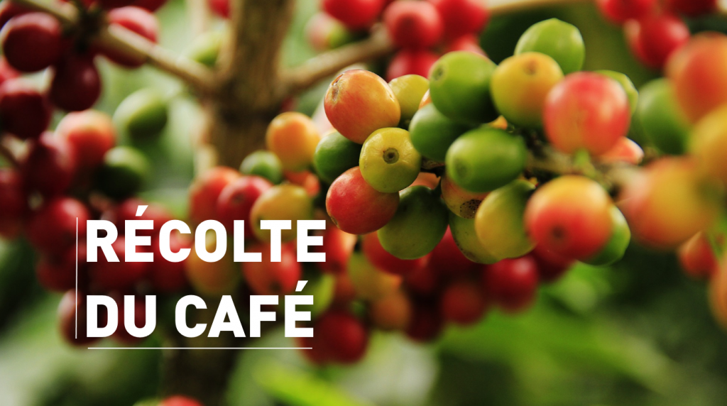 Récolte du café et méthodes - Blog sur le café, histoires, recettes